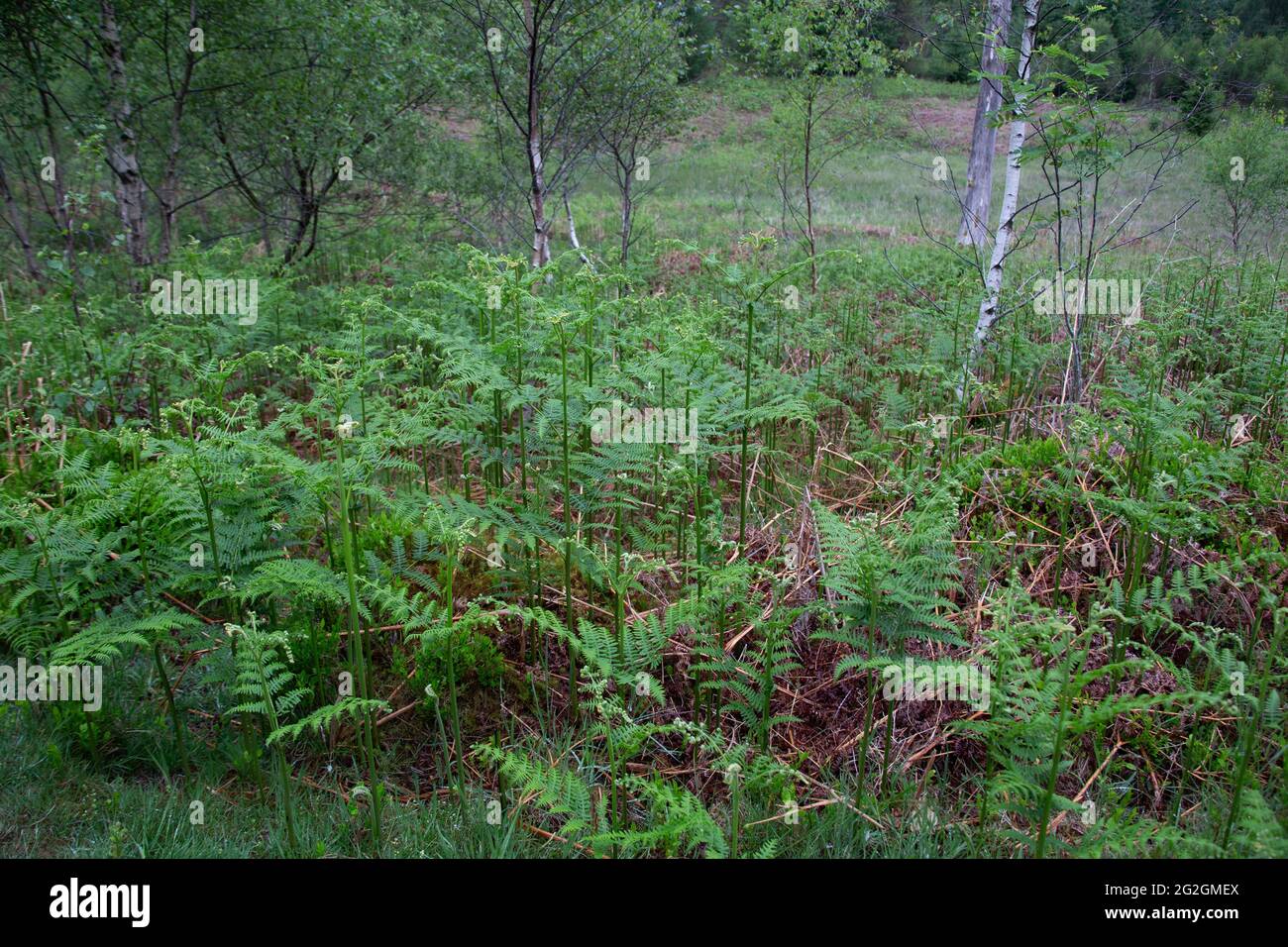 Restored peat bog uk hi-res stock photography and images - Alamy