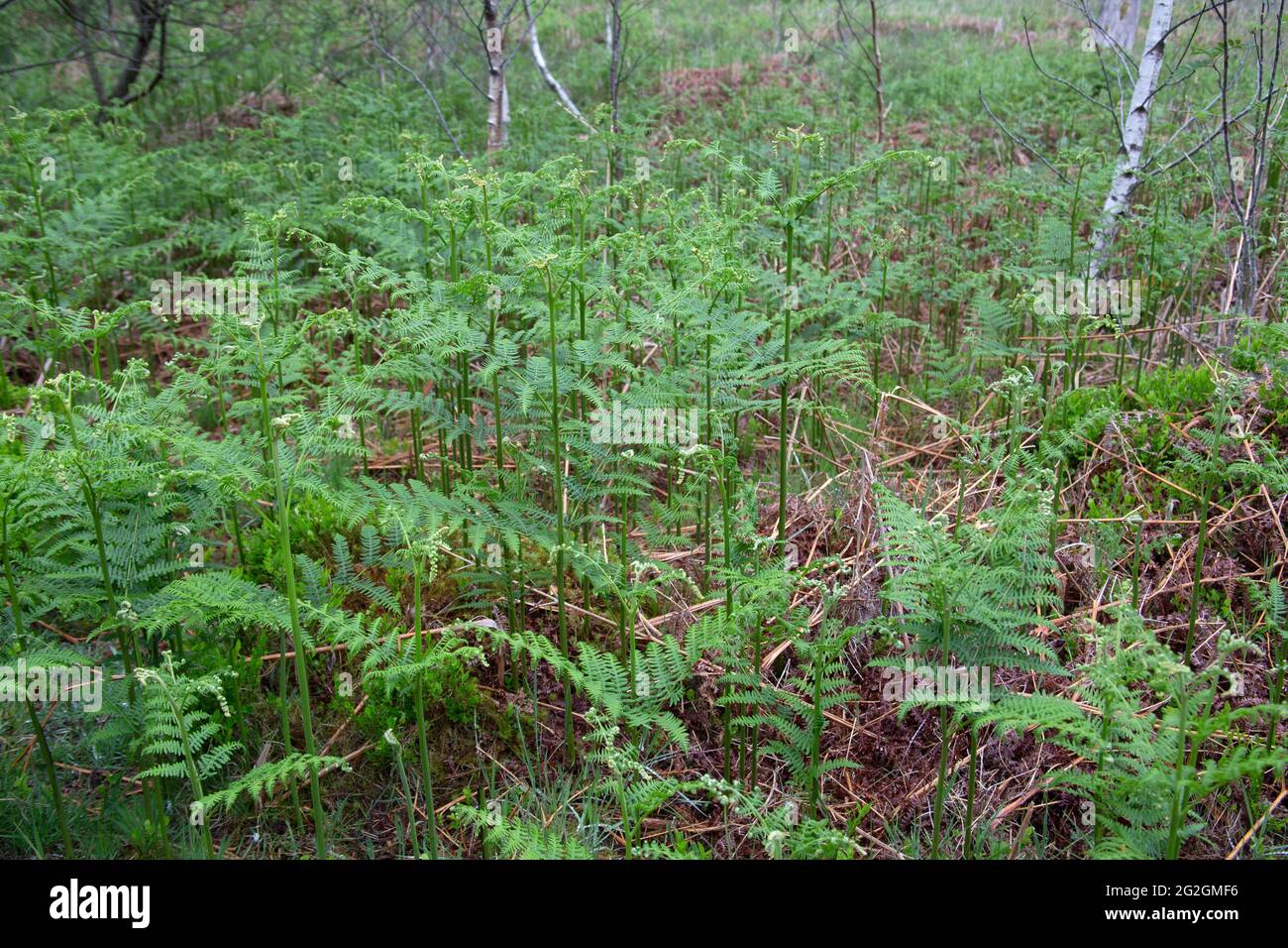 Restored peat bog uk hi-res stock photography and images - Alamy