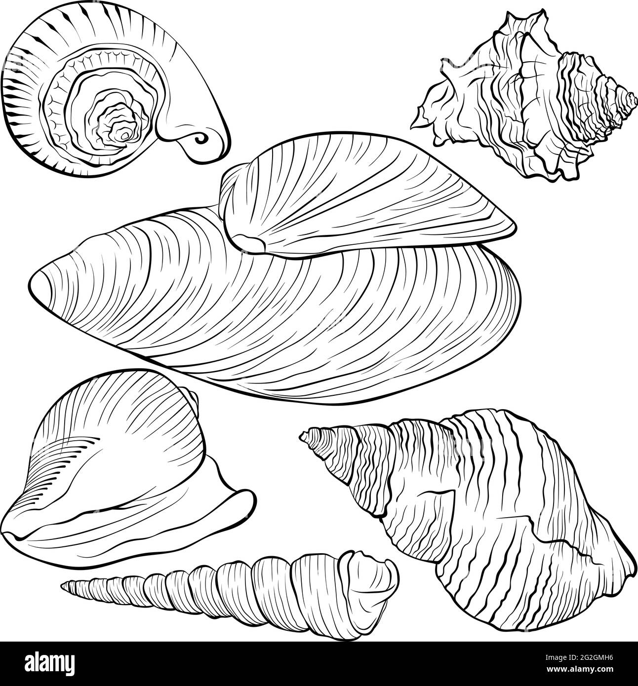 Set with sea shells of various shapes line art Stock Vector Image & Art ...