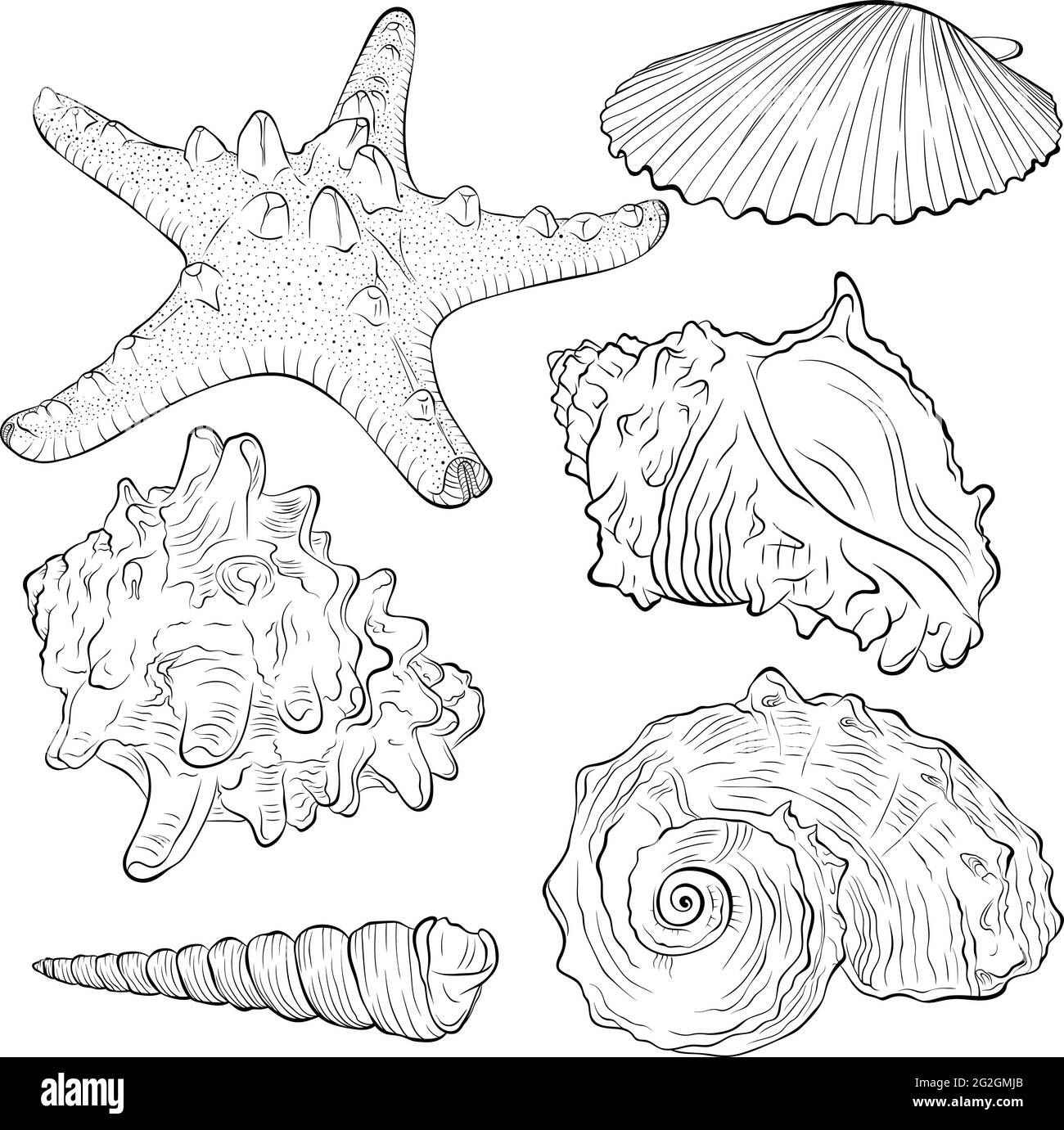 Set with starfish and shells line art Stock Vector Image & Art - Alamy