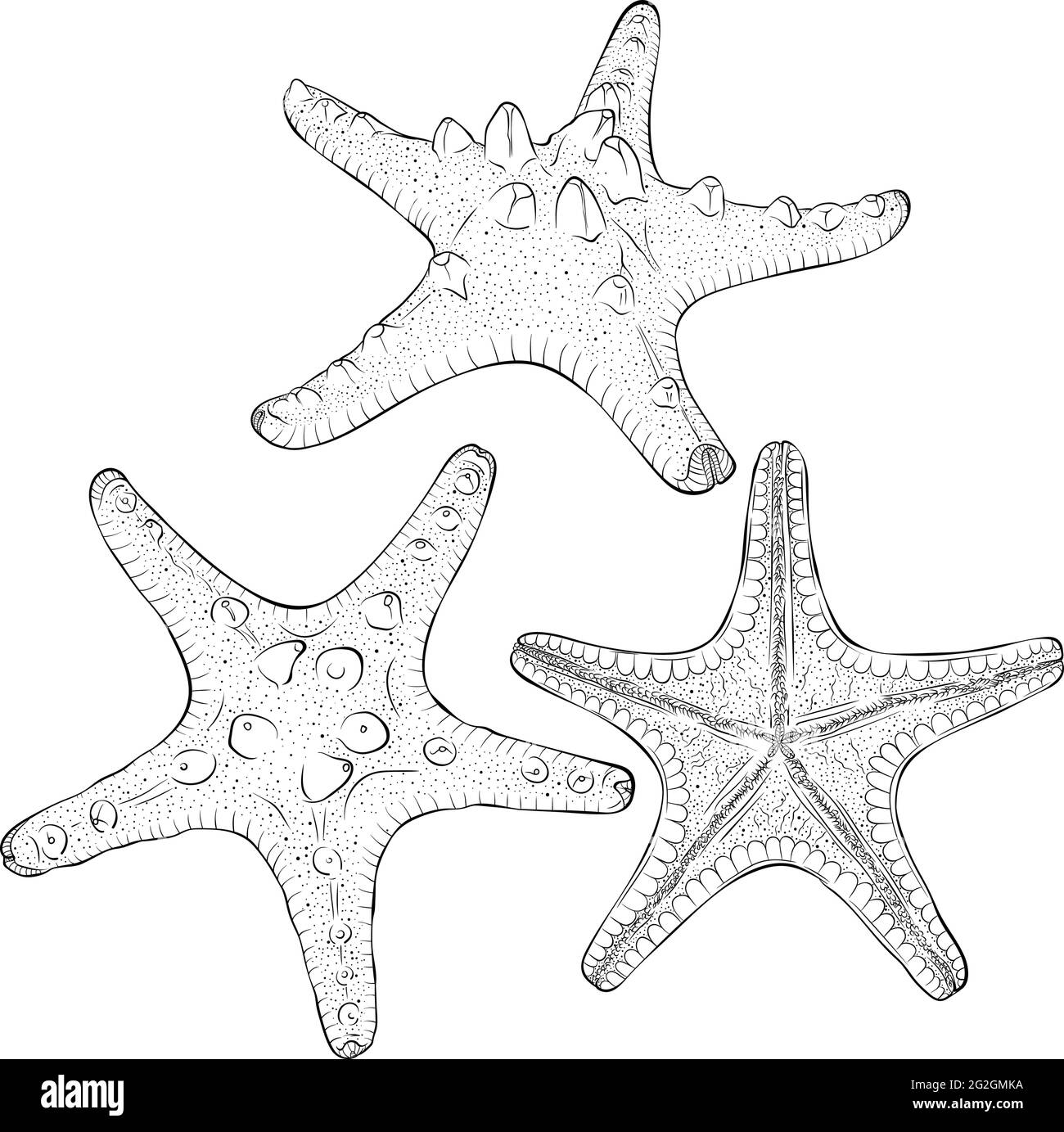 Fish marine life from Black and White Stock Photos & Images - Alamy