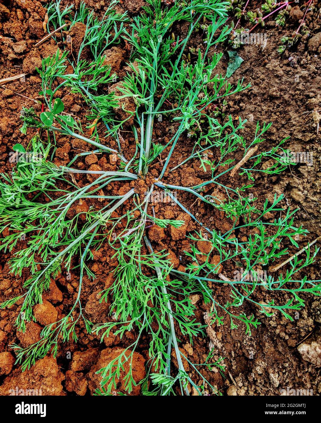 Top view closeup of roots of a plant growing on the ground next to ...