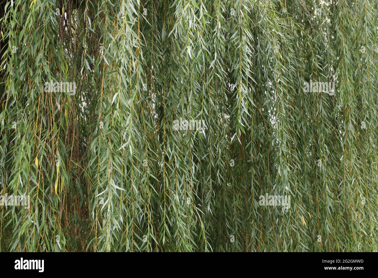 Hanging willow hi-res stock photography and images - Alamy