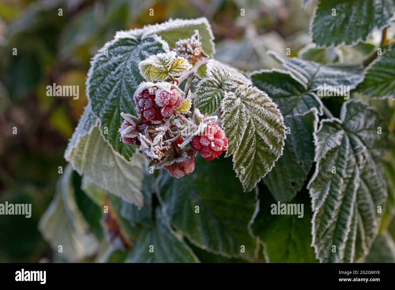 Raspberry berries are covered with hoarfrost. Remontant raspberries in ...