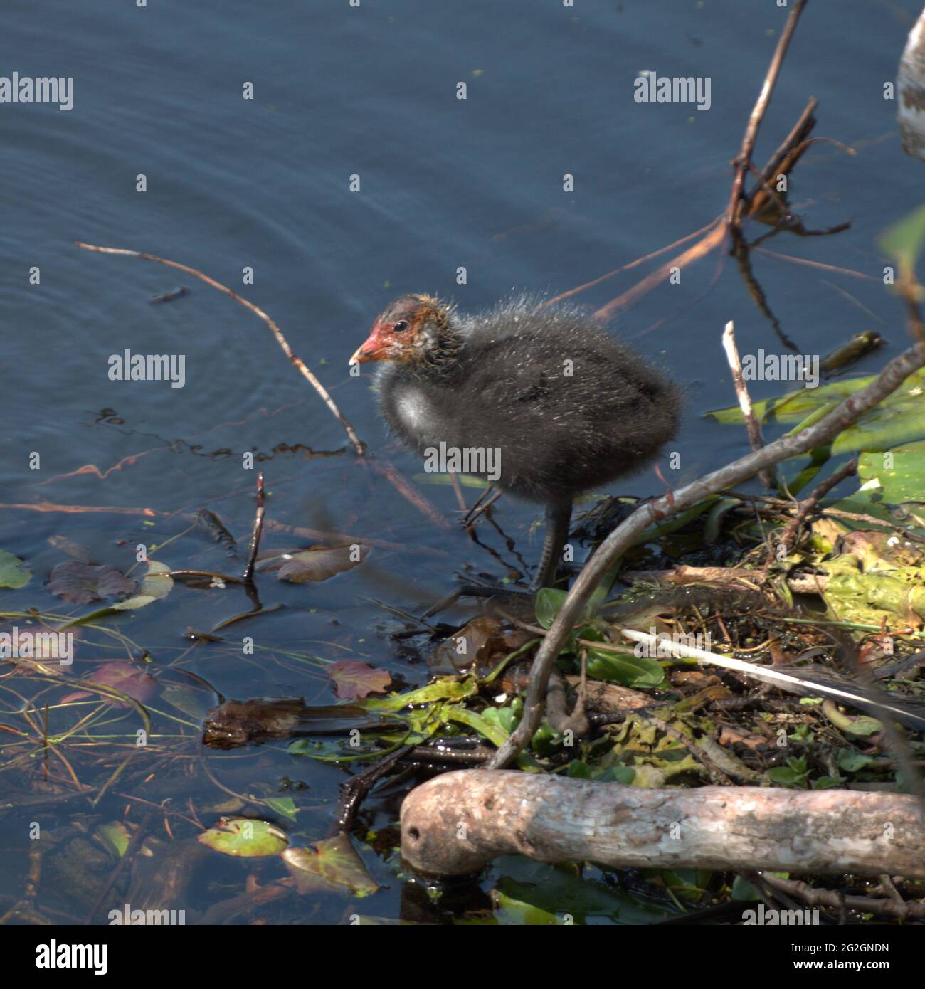 On Capesthorn Hall lake baby coot on the edge of the lake looking out ...