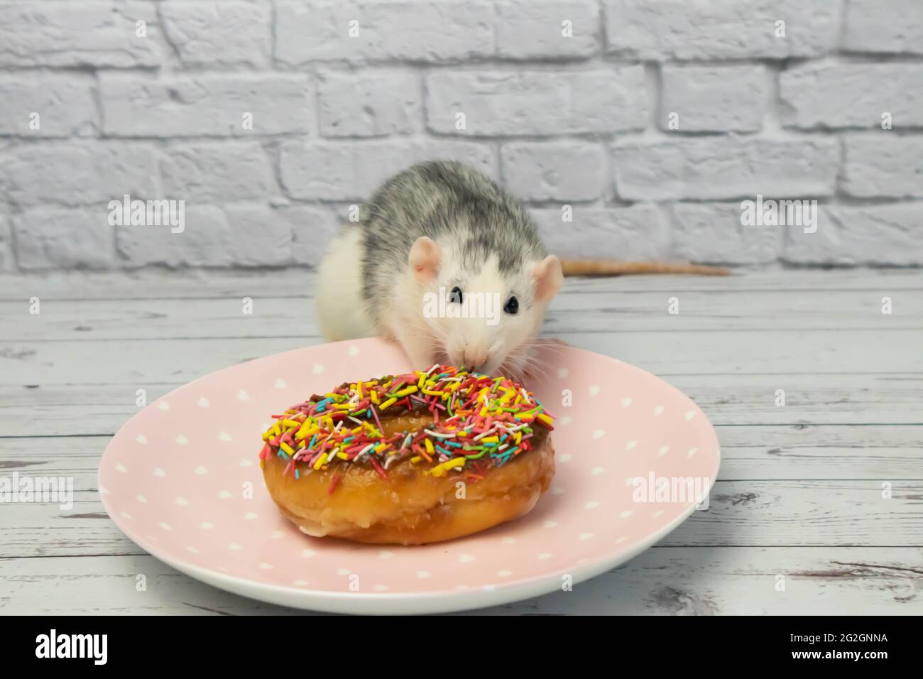 Black and white rat eating sweet donut pastry. Not on a diet.birthday ...