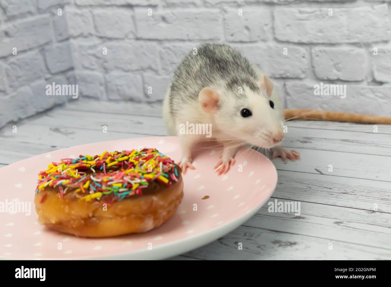 Black and white rat eating sweet donut pastry. Not on a diet.birthday ...