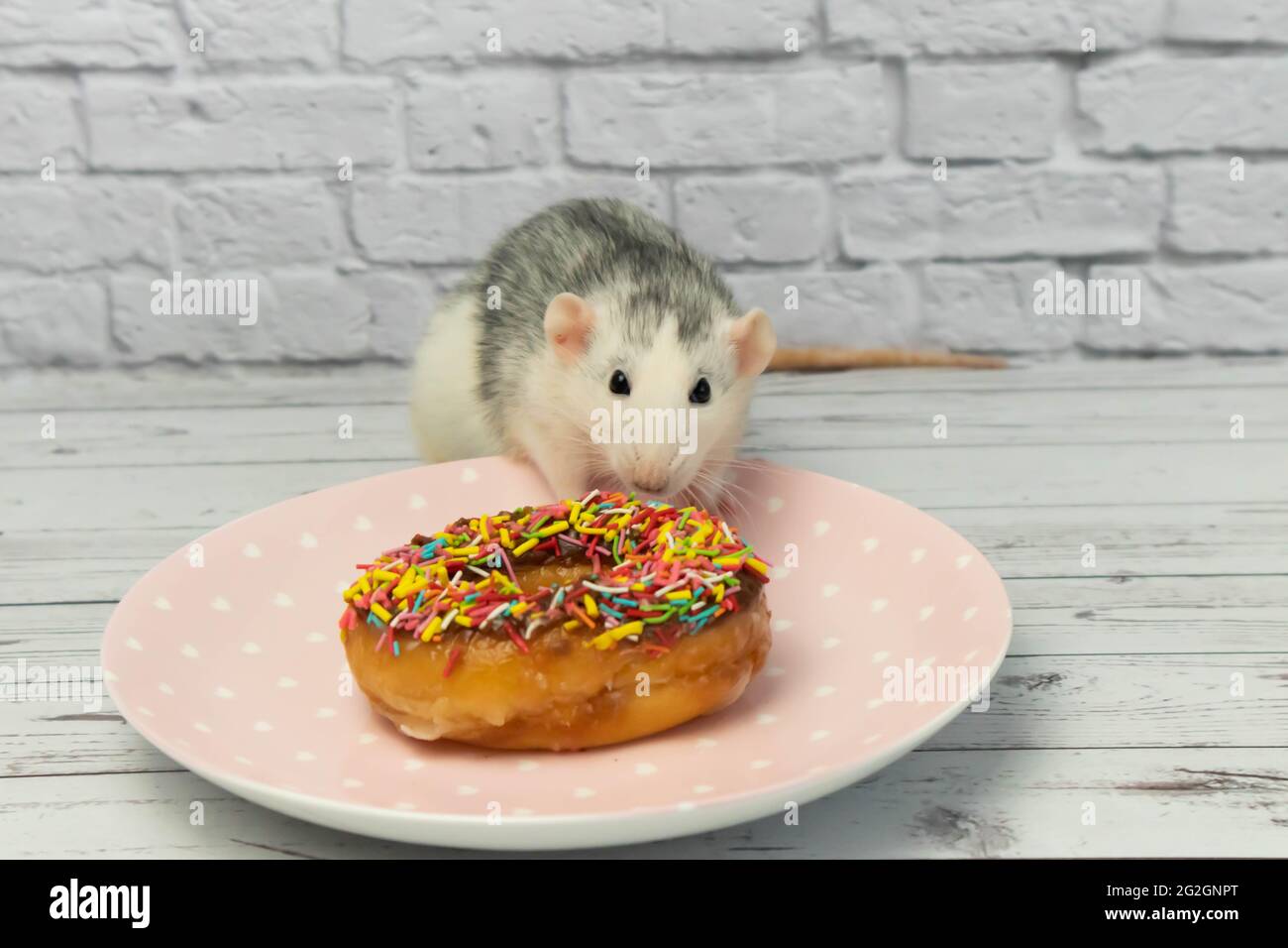 Black and white rat eating sweet donut pastry. Not on a diet.birthday ...