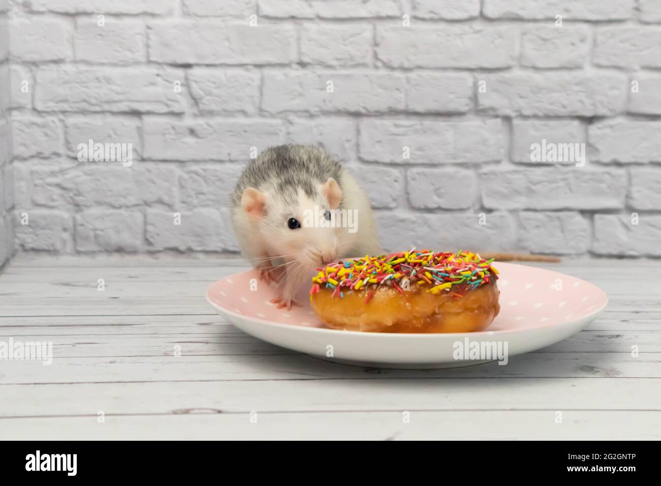 Black and white rat eating sweet donut pastry. Not on a diet.birthday ...