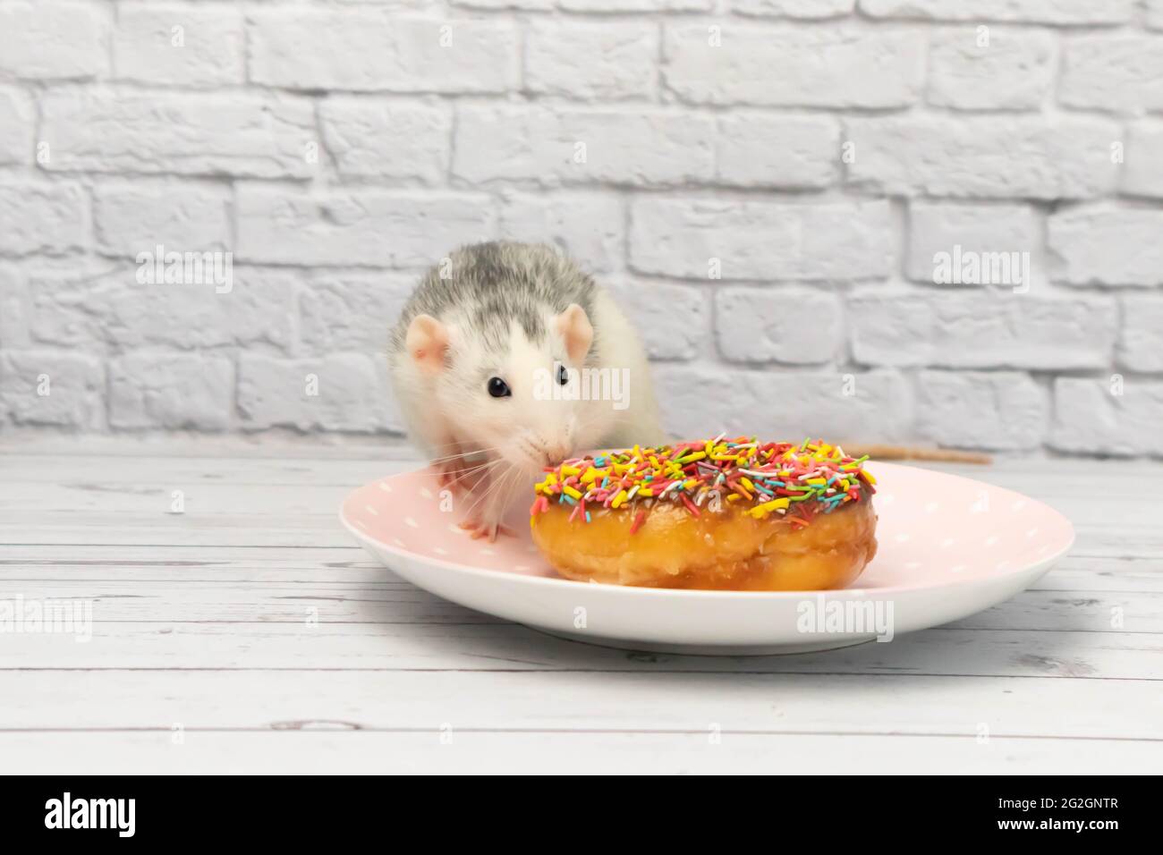 Laboratory rat eating High Resolution Stock Photography and Images - Alamy