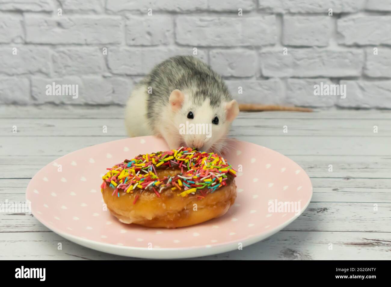 Black and white rat eating sweet donut pastry. Not on a diet.birthday ...