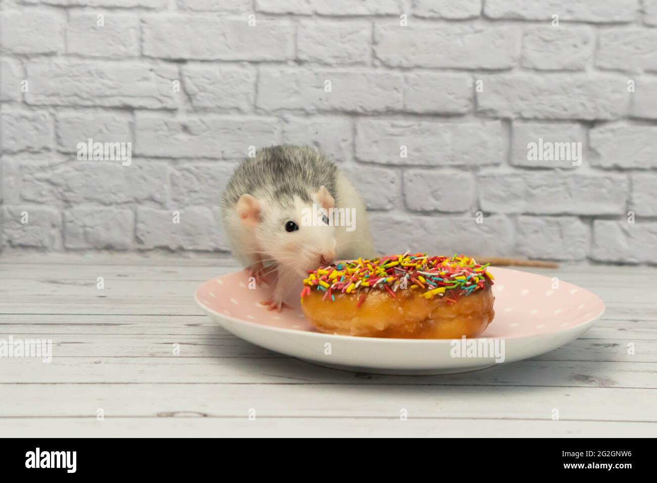 Black and white rat eating sweet donut pastry. Not on a diet.birthday ...