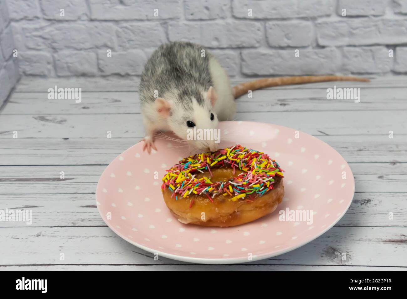Black and white rat eating sweet donut pastry. Not on a diet.birthday ...