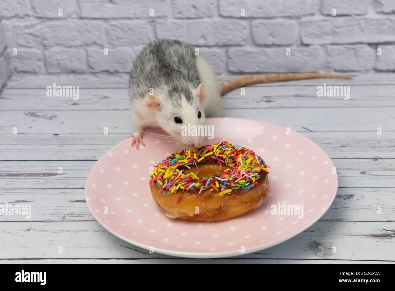 Black and white rat eating sweet donut pastry. Not on a diet.birthday ...