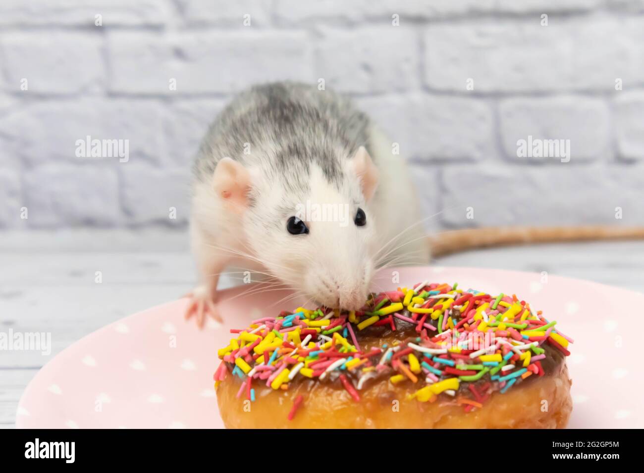 Black and white rat eating sweet donut pastry. Not on a diet.birthday ...
