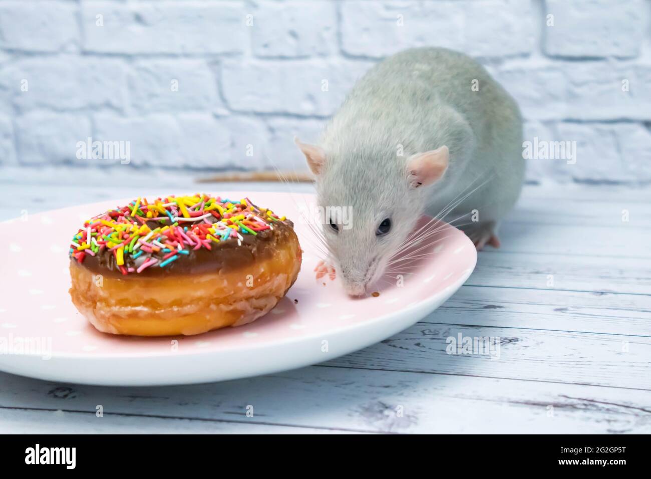 Grey rat eating sweet donut pastry. Not on a diet.birthday Stock Photo ...