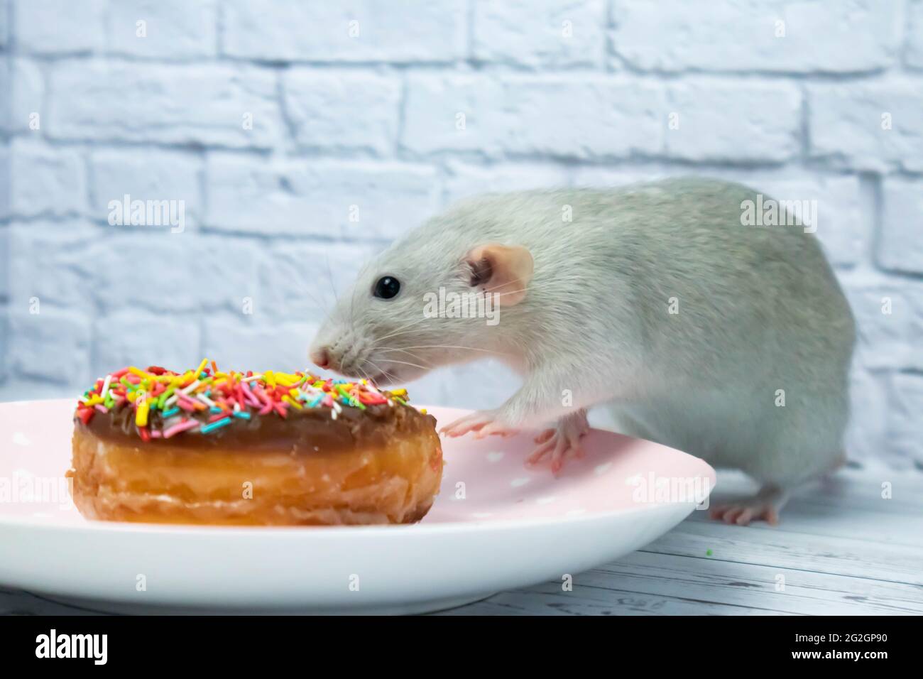 Grey rat eating sweet donut pastry. Not on a diet.birthday Stock Photo ...