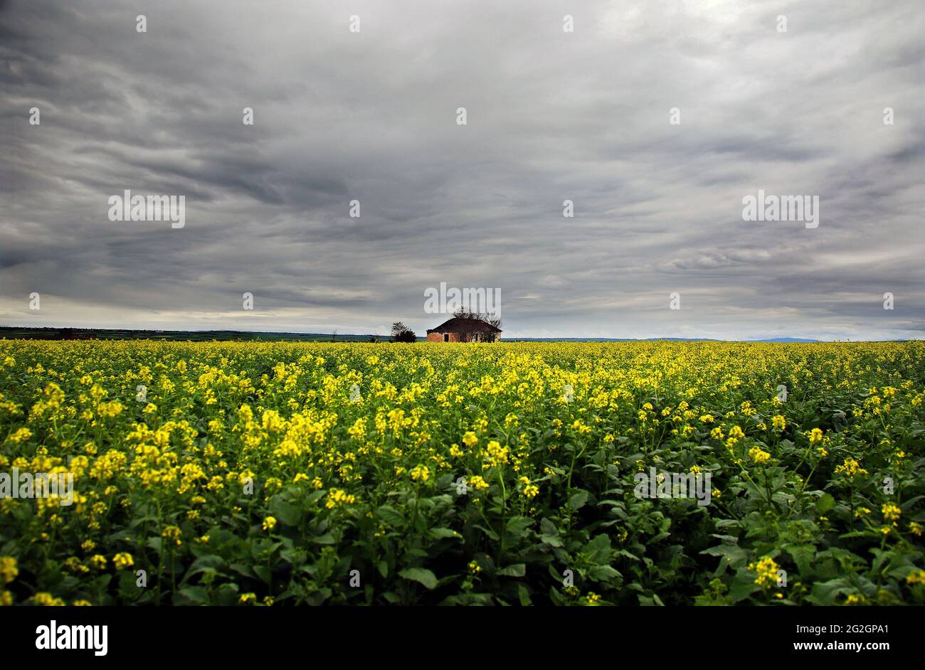 Yellow landscapes hi-res stock photography and images - Alamy