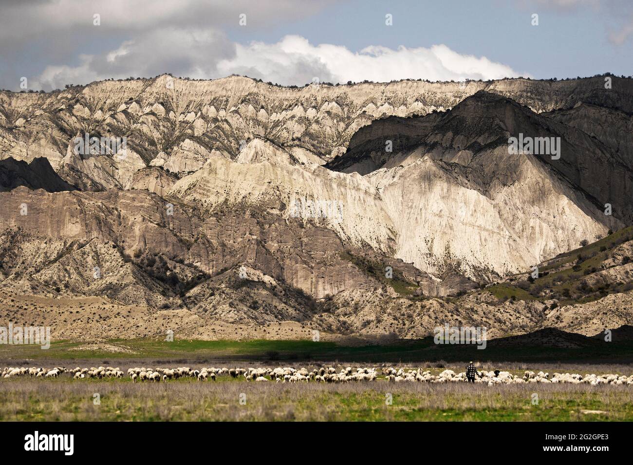 Sheep over rocky mountains, Vashlovani Georgia Stock Photo - Alamy