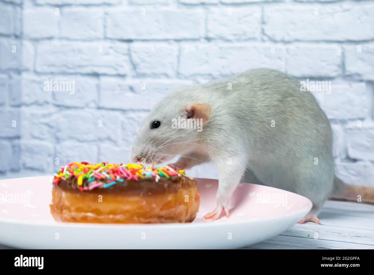 Grey rat eating sweet donut pastry. Not on a diet.birthday Stock Photo ...