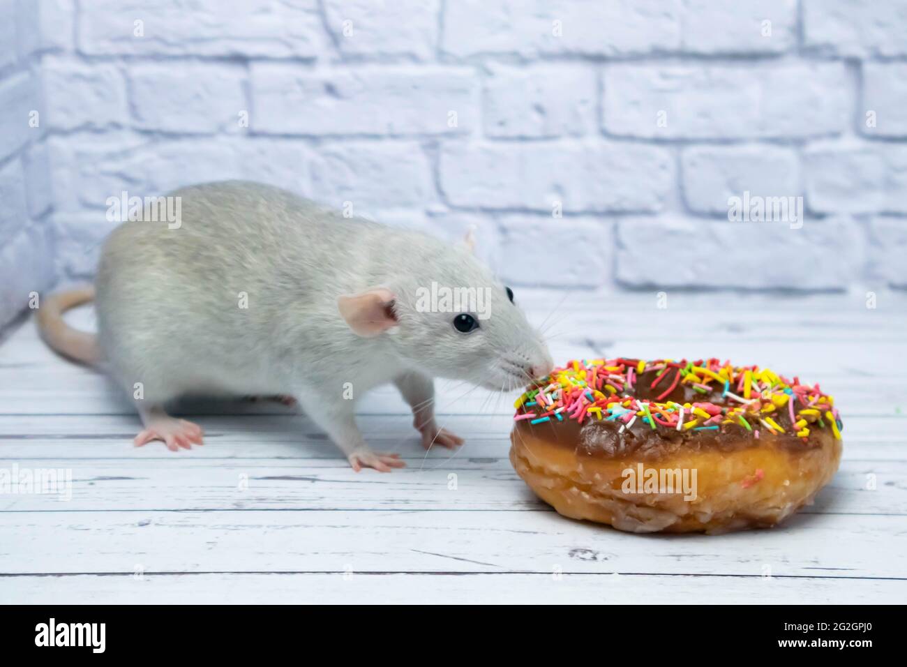 Laboratory rat eating High Resolution Stock Photography and Images - Alamy