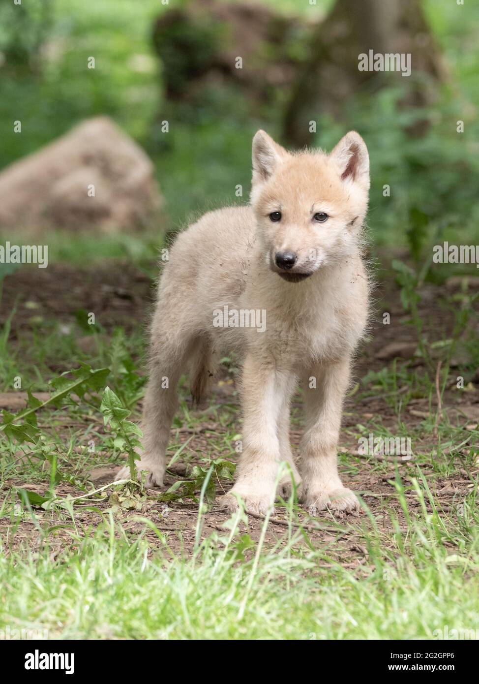 Canadian wolf cub hi-res stock photography and images - Alamy