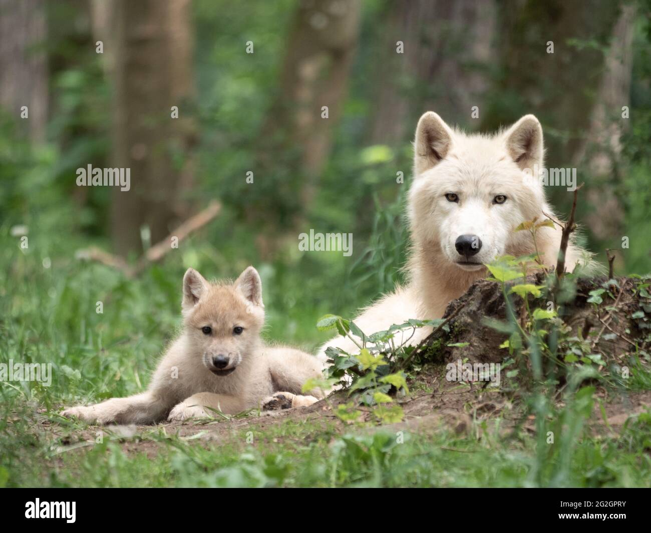 Canadian wolf cub hi-res stock photography and images - Alamy