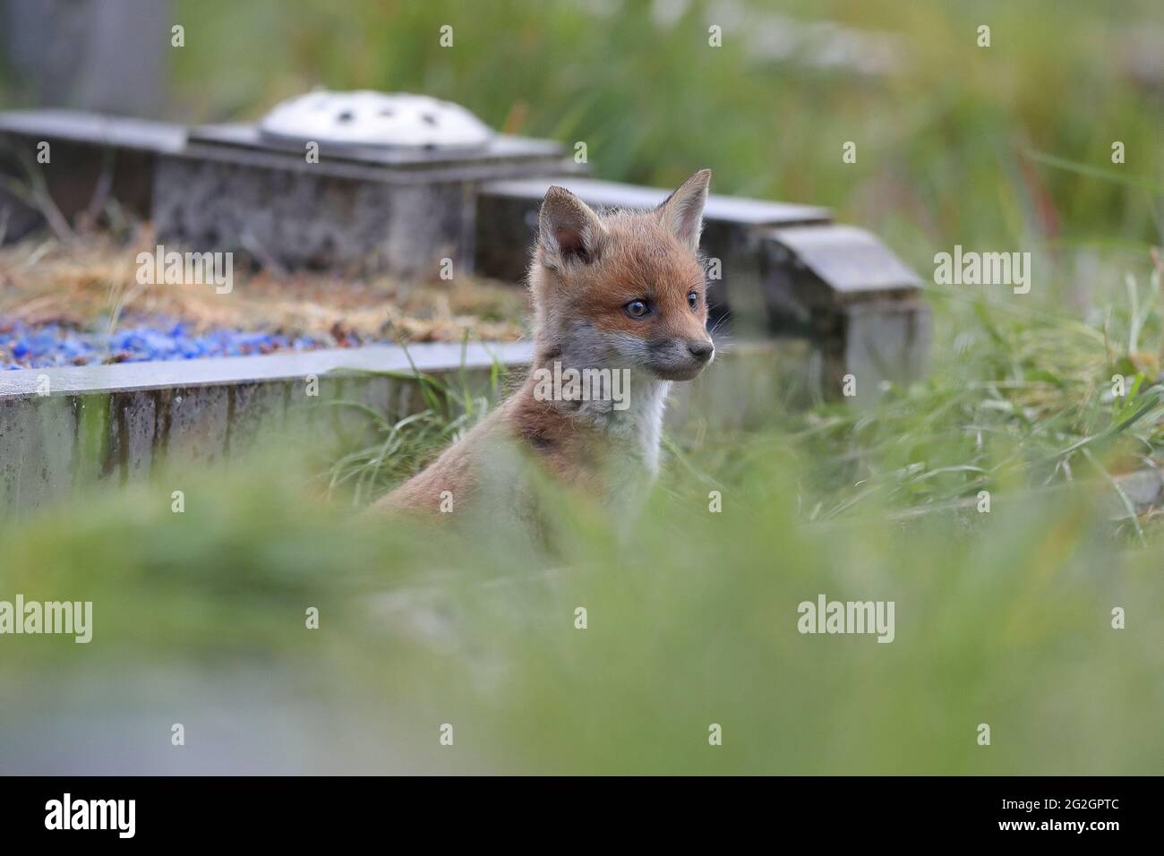 The red fox is the largest of the true foxes. It is the most widely ...