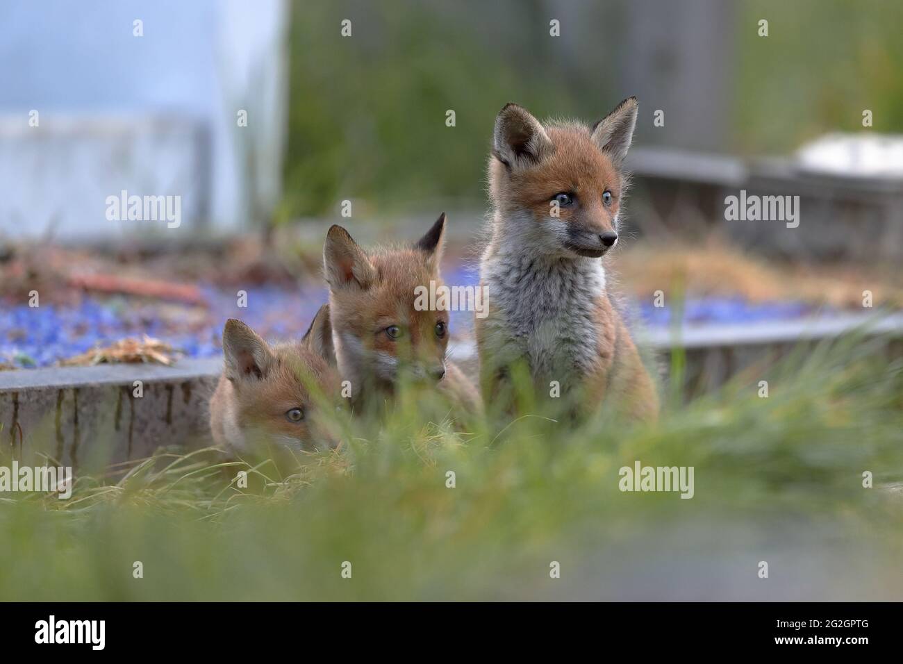 Distributed across the northern hemisphere hi-res stock photography and ...