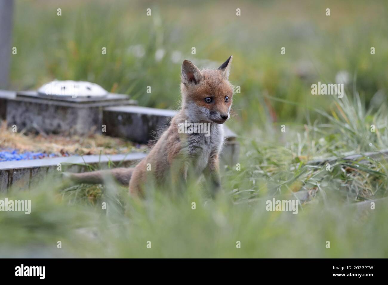 The red fox is the largest of the true foxes. It is the most widely ...