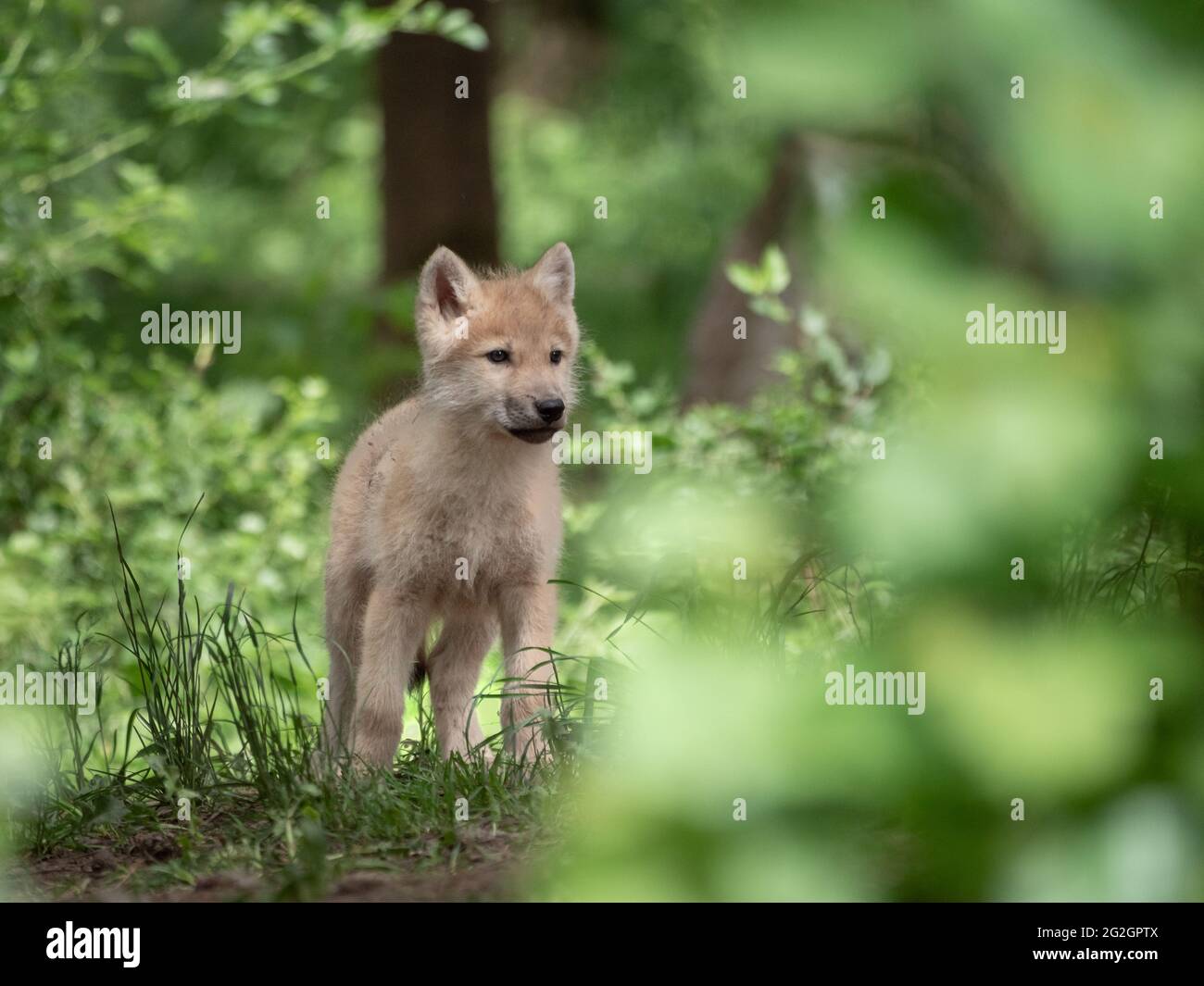 Wolf nose hi-res stock photography and images - Alamy