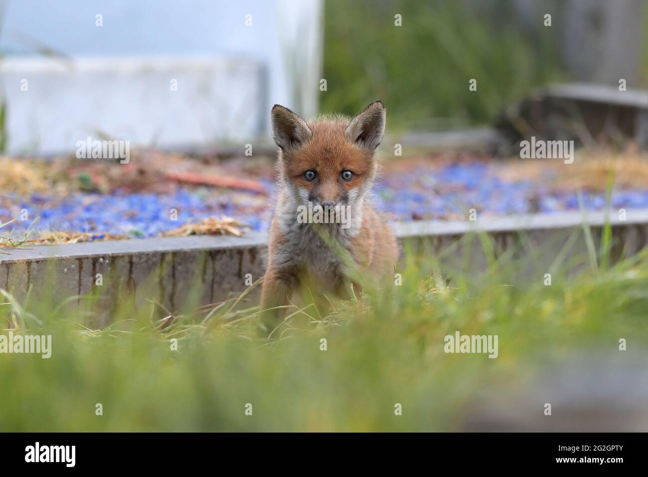 The red fox is the largest of the true foxes. It is the most widely ...