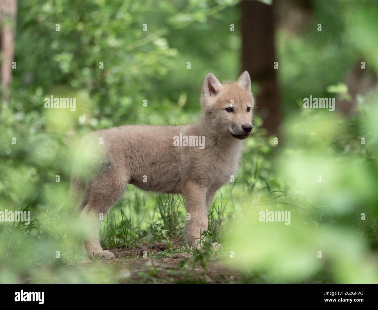 Canadian wolf cub hi-res stock photography and images - Alamy