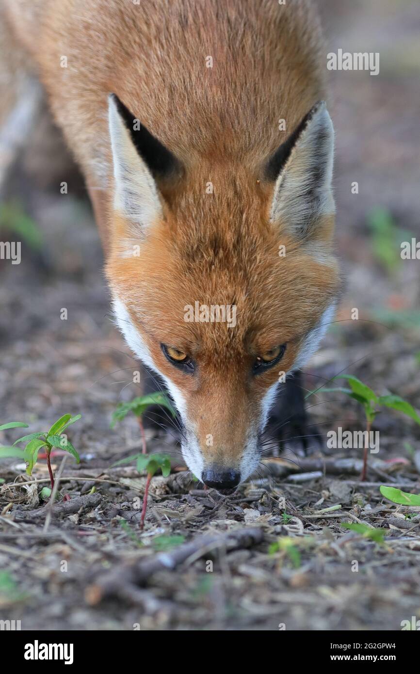 The red fox is the largest of the true foxes. It is the most widely ...