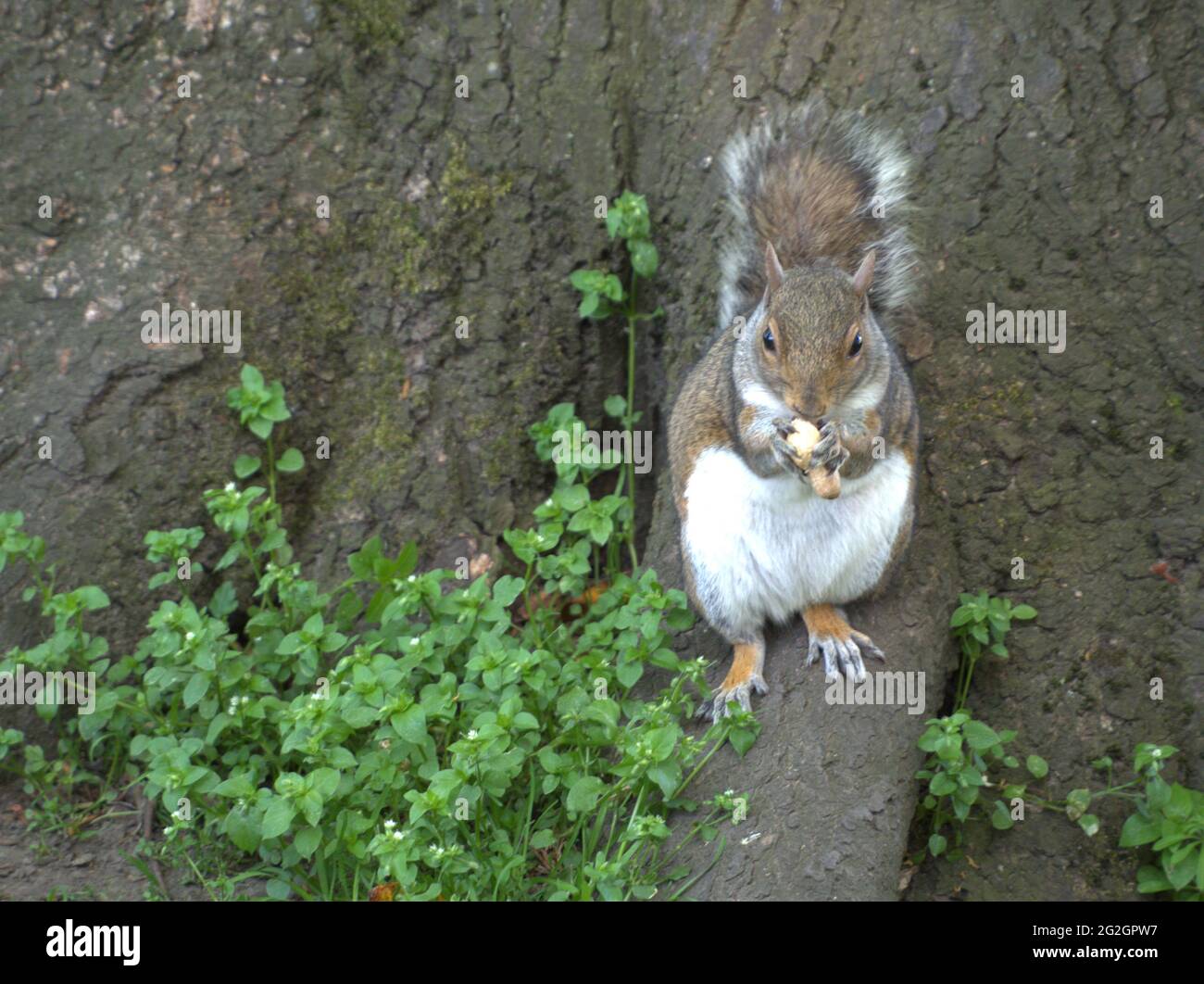 Urban park squirrels hi-res stock photography and images - Alamy
