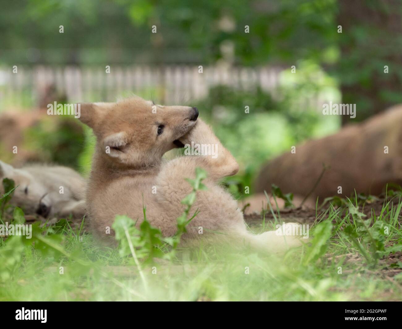 Canadian wolf cub hi-res stock photography and images - Alamy