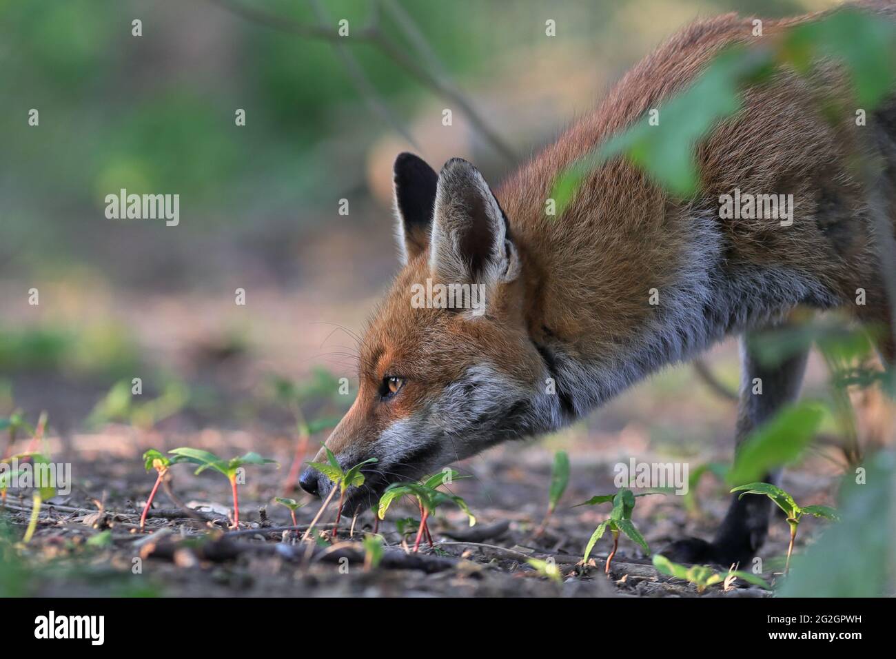The red fox is the largest of the true foxes. It is the most widely ...