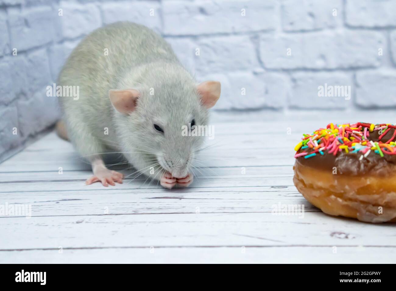 Laboratory rat eating hi-res stock photography and images - Alamy
