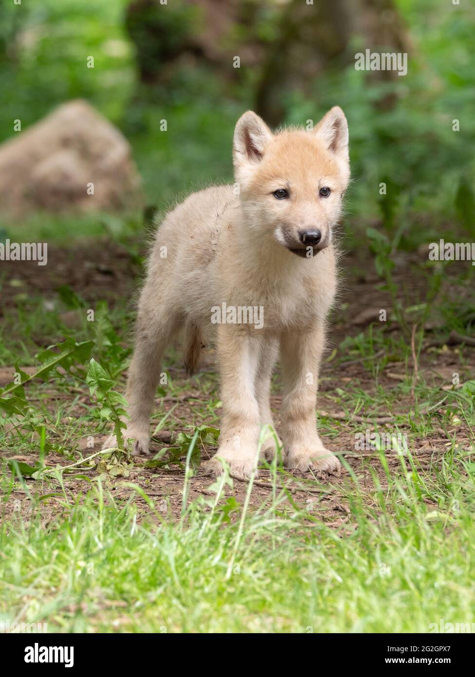 Wolf nose hi-res stock photography and images - Alamy