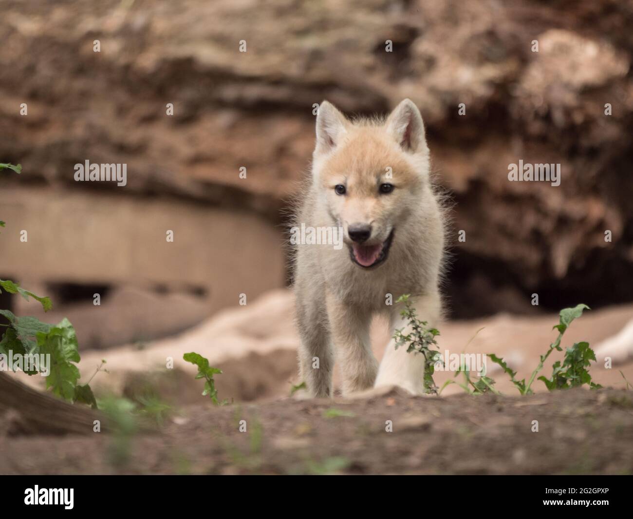 Arctic wolf hunting hi-res stock photography and images - Alamy