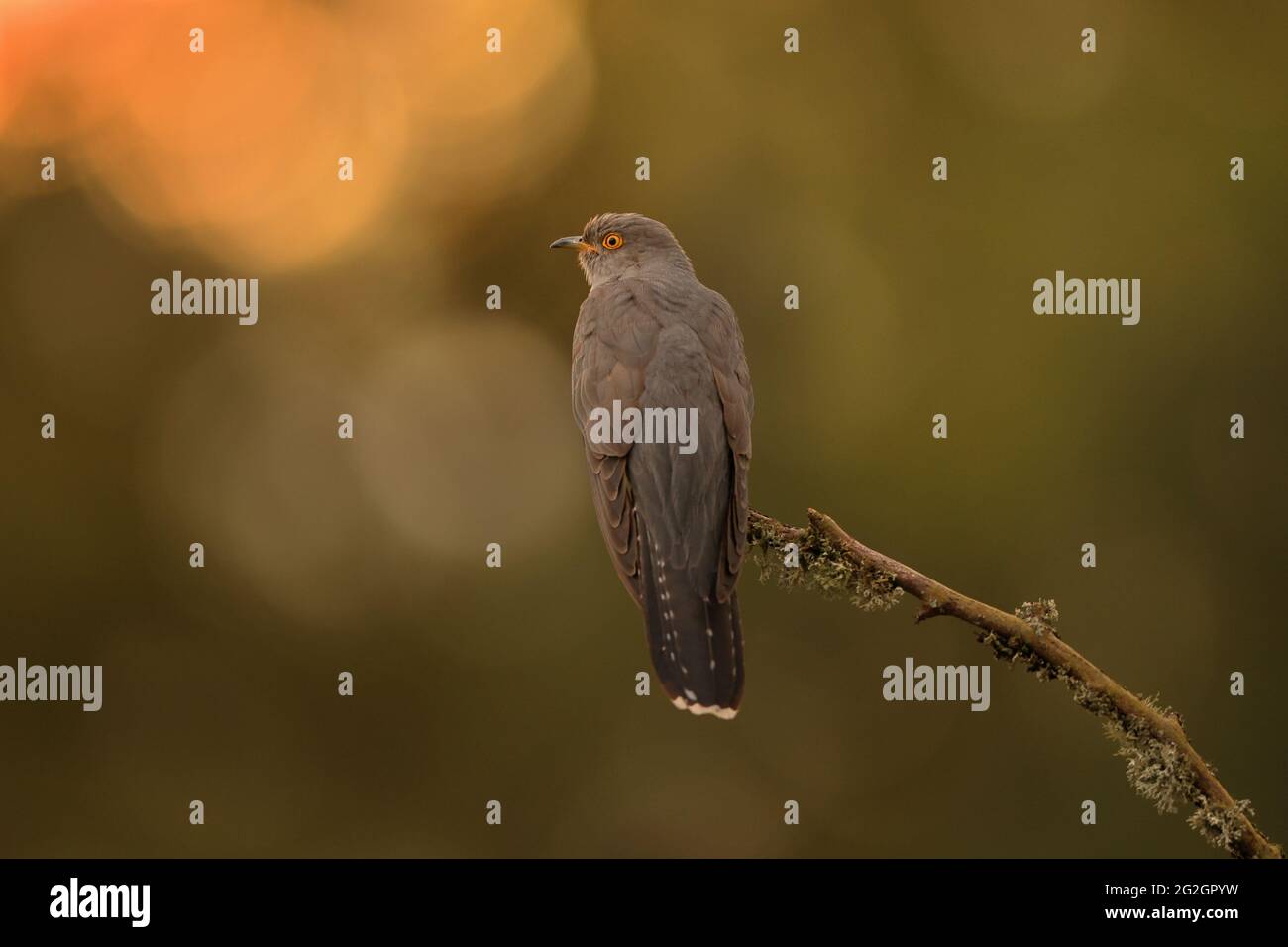 The common cuckoo is a member of the cuckoo order of birds ...