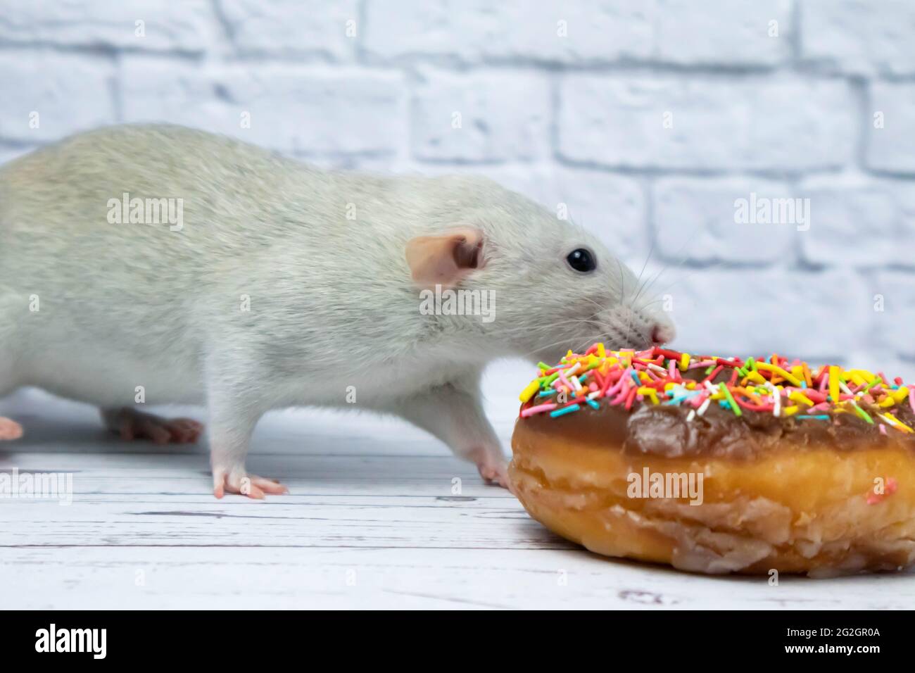Grey rat eating sweet donut pastry. Not on a diet.birthday Stock Photo ...