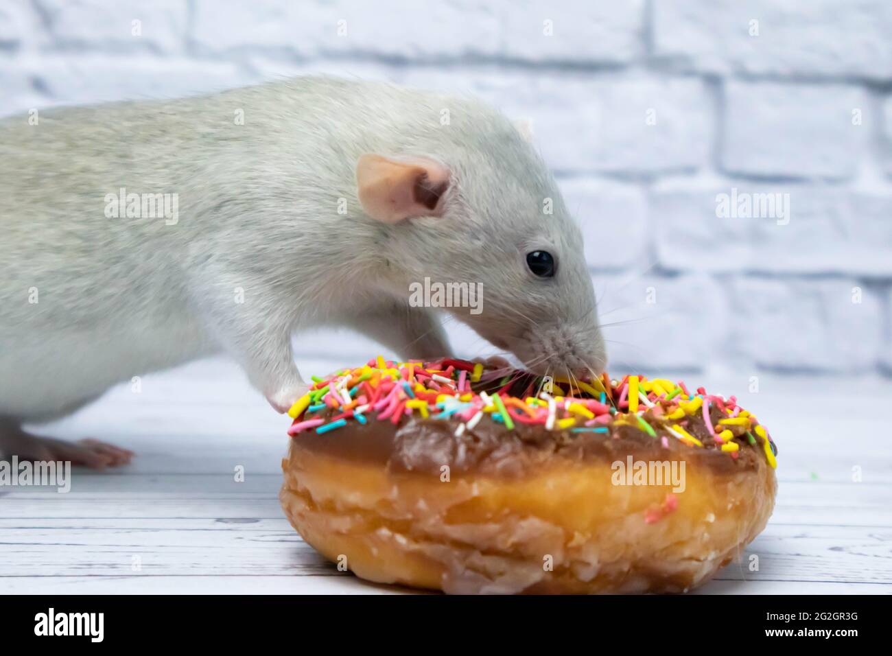 Grey rat eating sweet donut pastry. Not on a diet.birthday Stock Photo ...