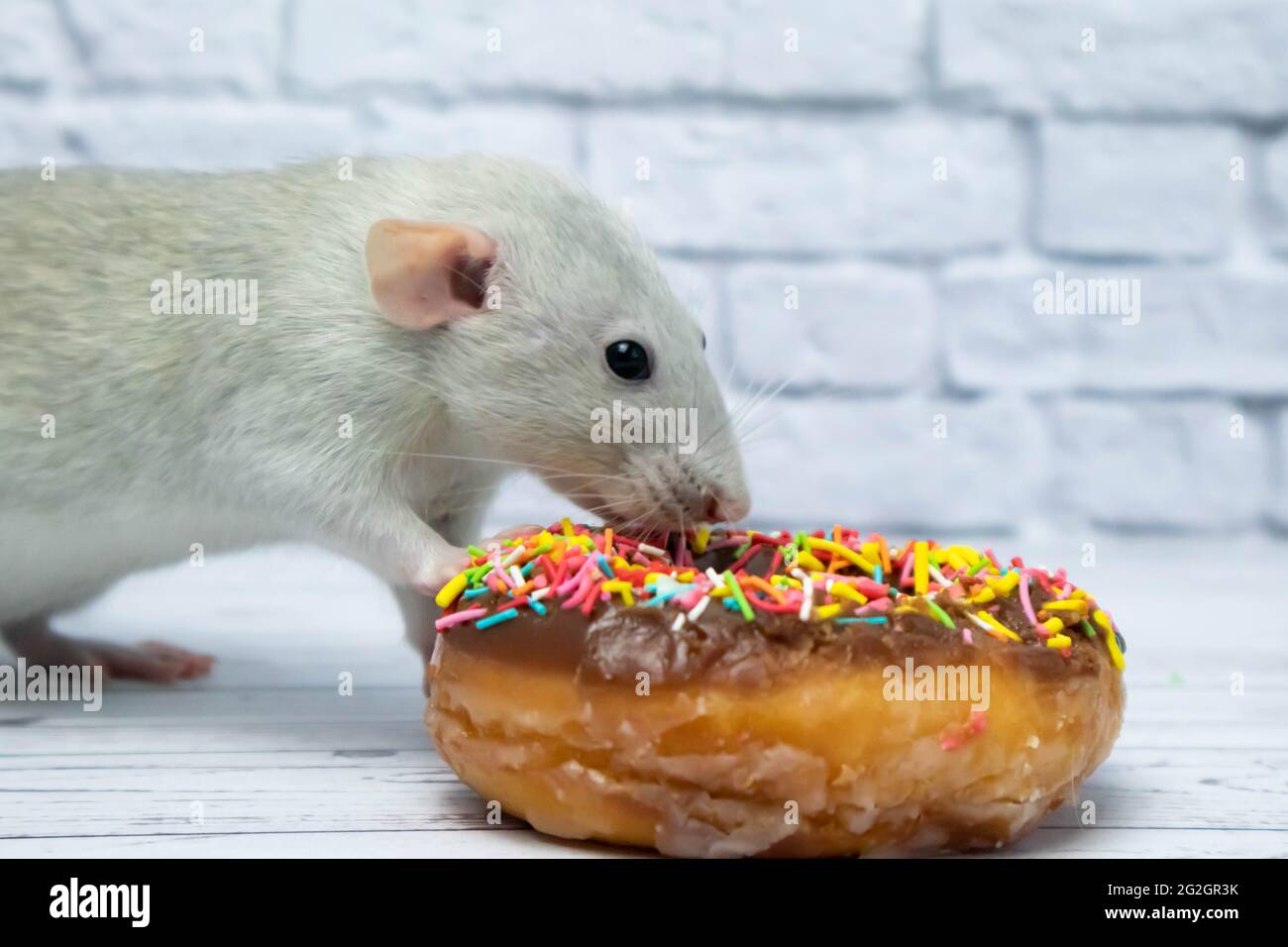 Laboratory rat eating hi-res stock photography and images - Alamy