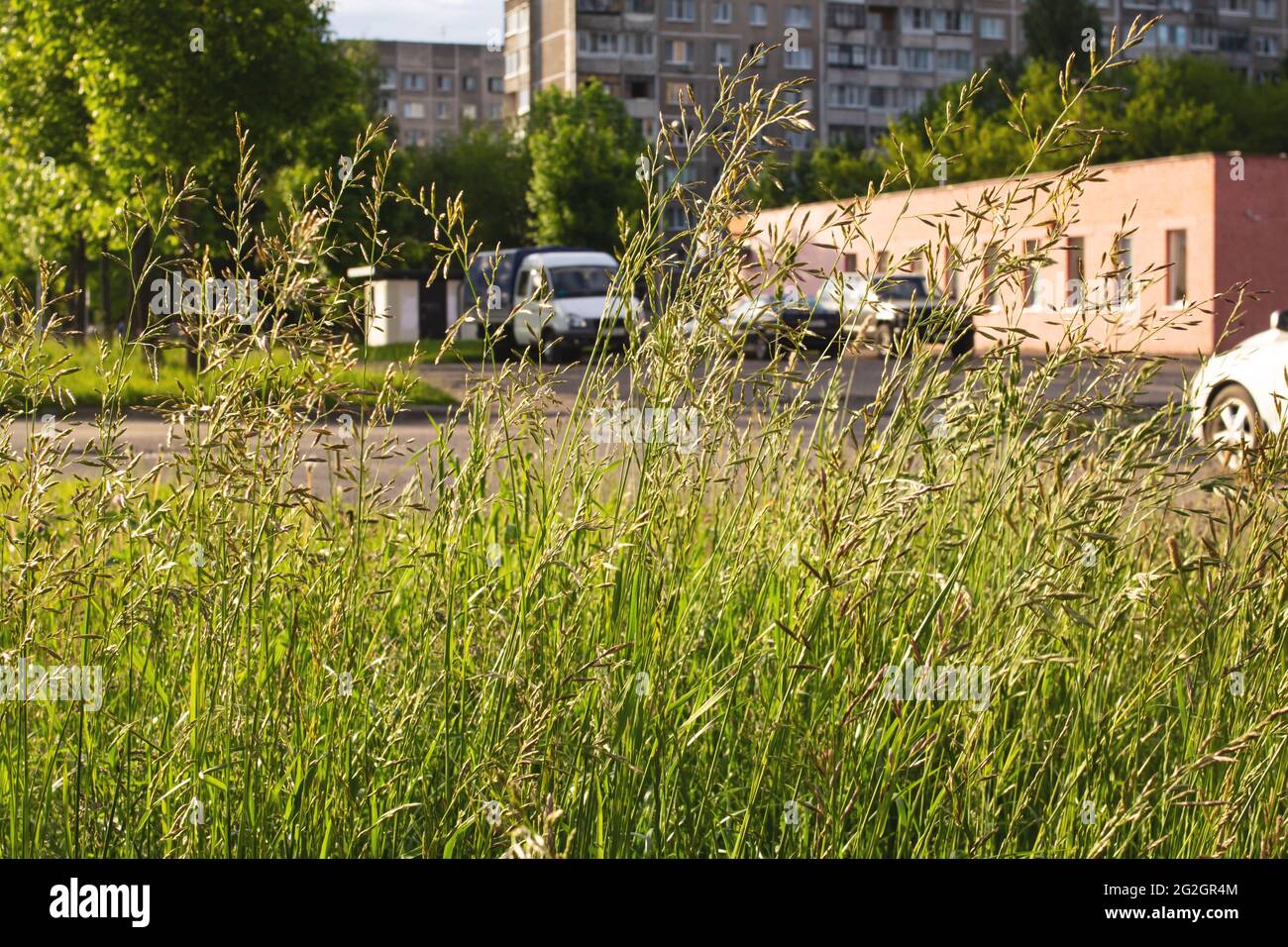 Green grass on the background of the road and cars Stock Photo - Alamy