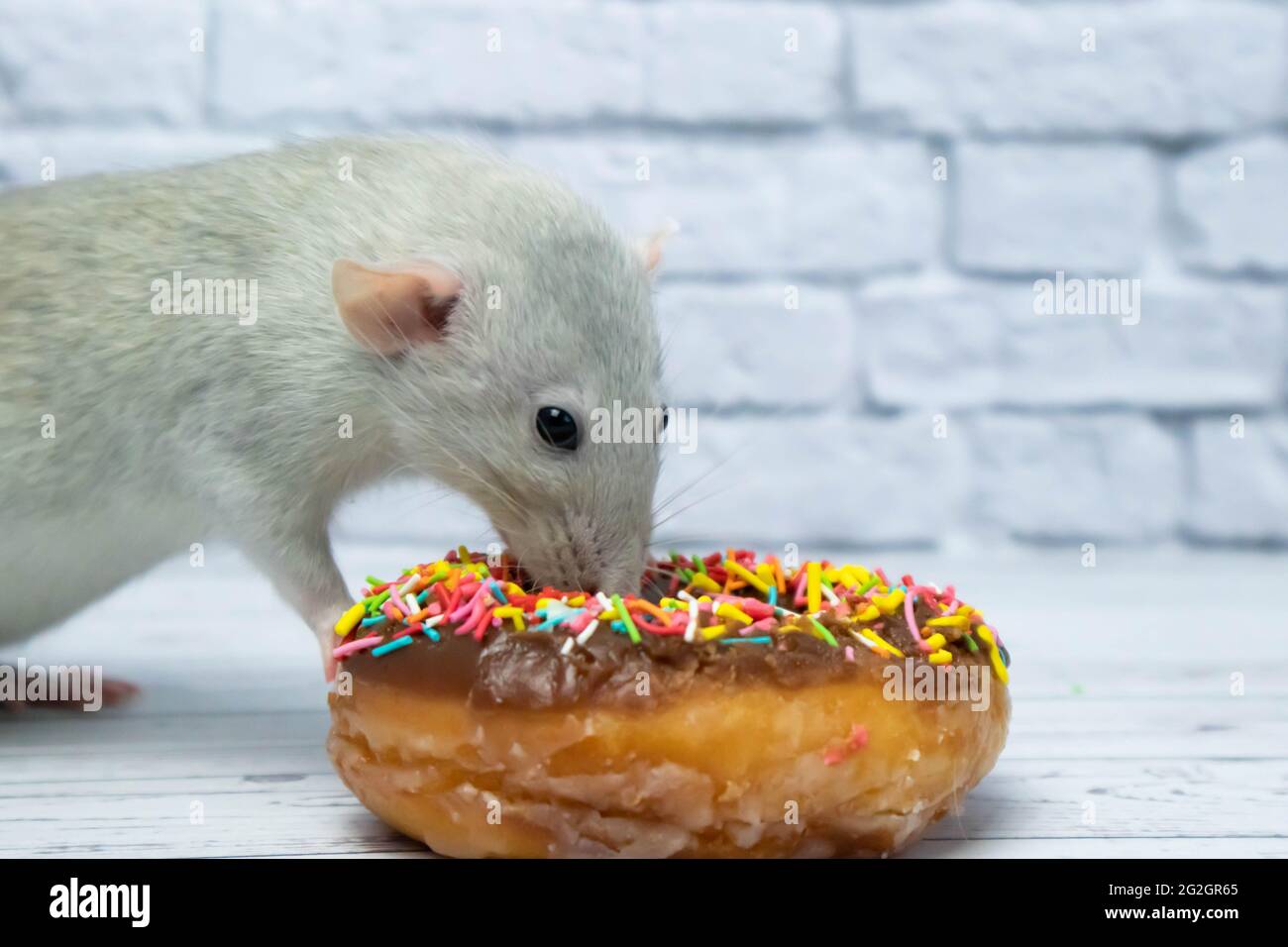 Laboratory rat eating hi-res stock photography and images - Alamy