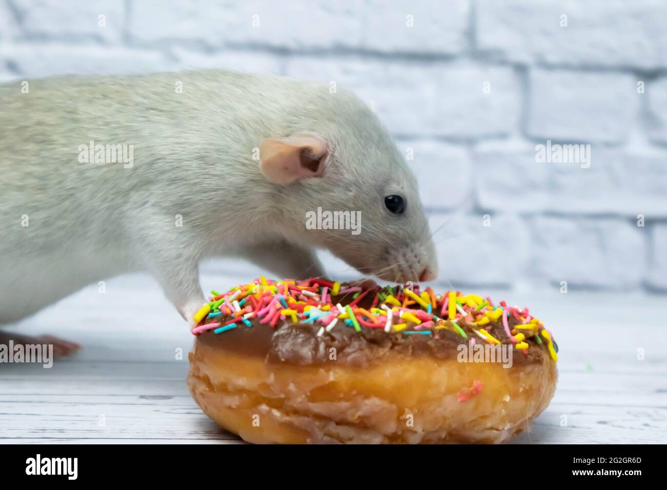 Laboratory rat eating hi-res stock photography and images - Alamy