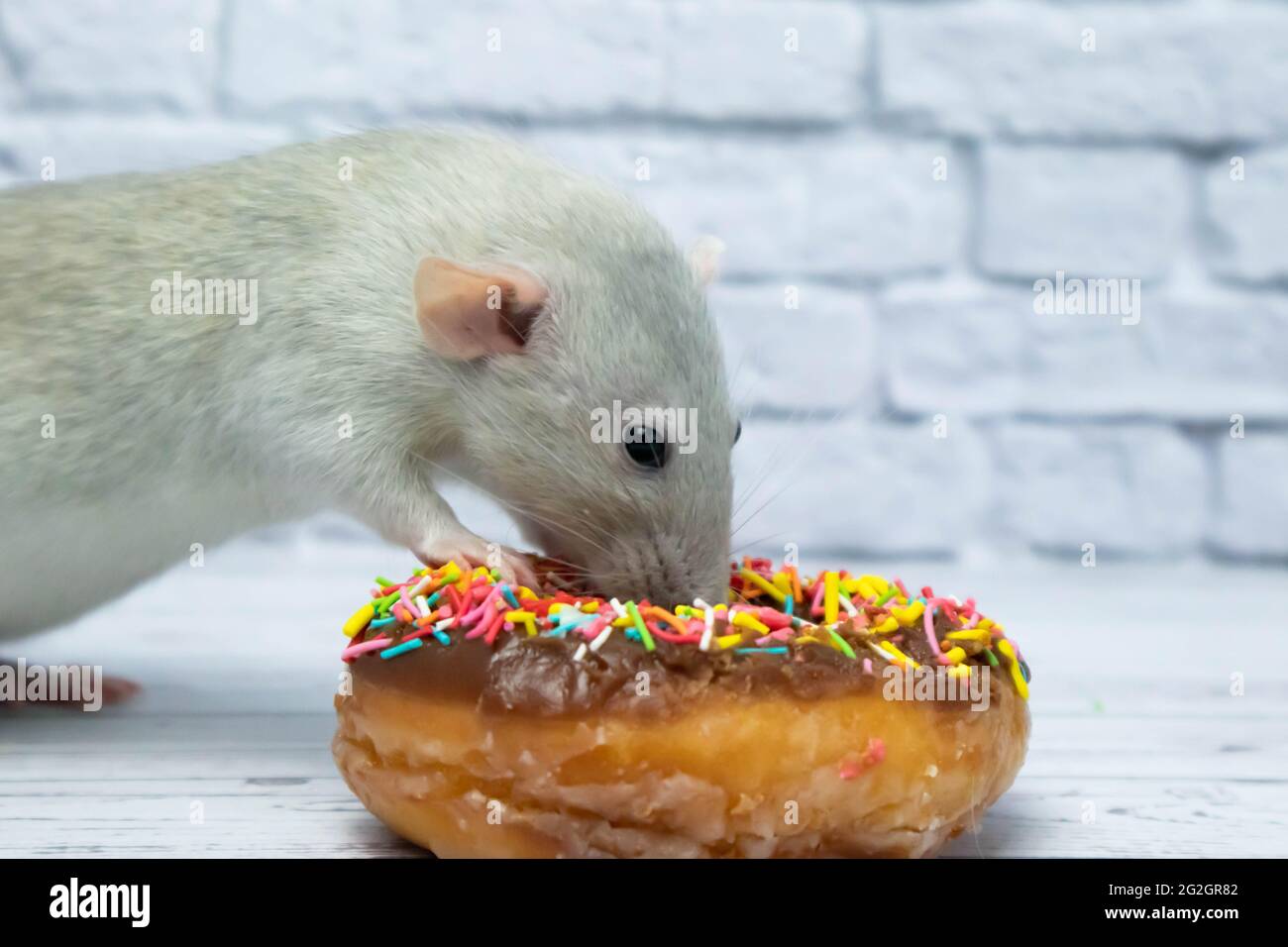Grey rat hi-res stock photography and images - Alamy