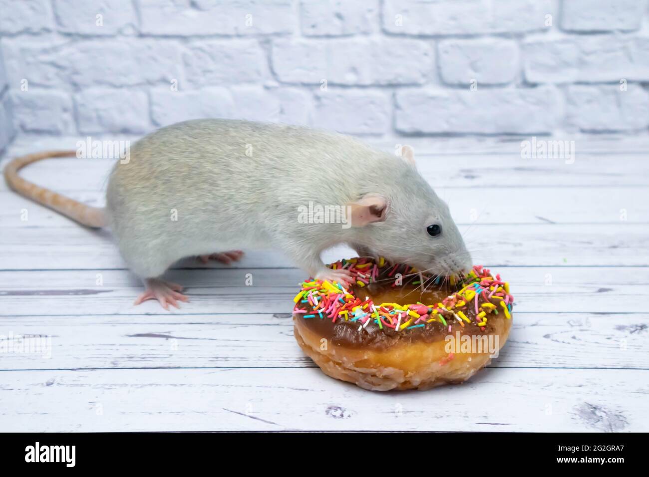 Happy Birthday Mouse High Resolution Stock Photography and Images - Alamy