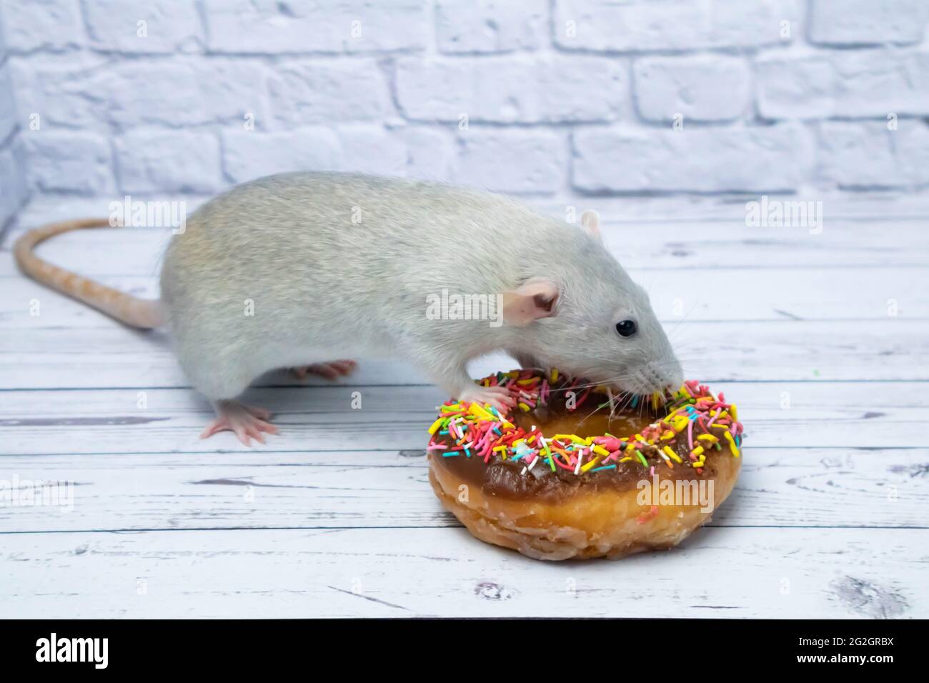Laboratory rat eating High Resolution Stock Photography and Images - Alamy